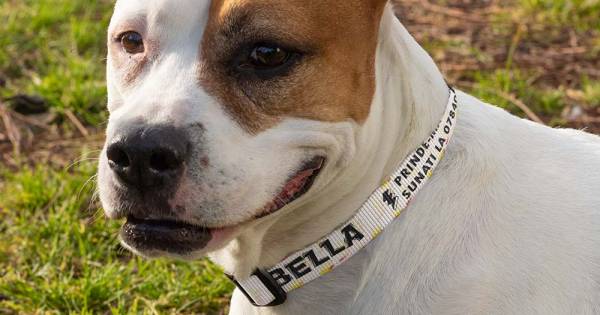 Zgarda caine-Traznet